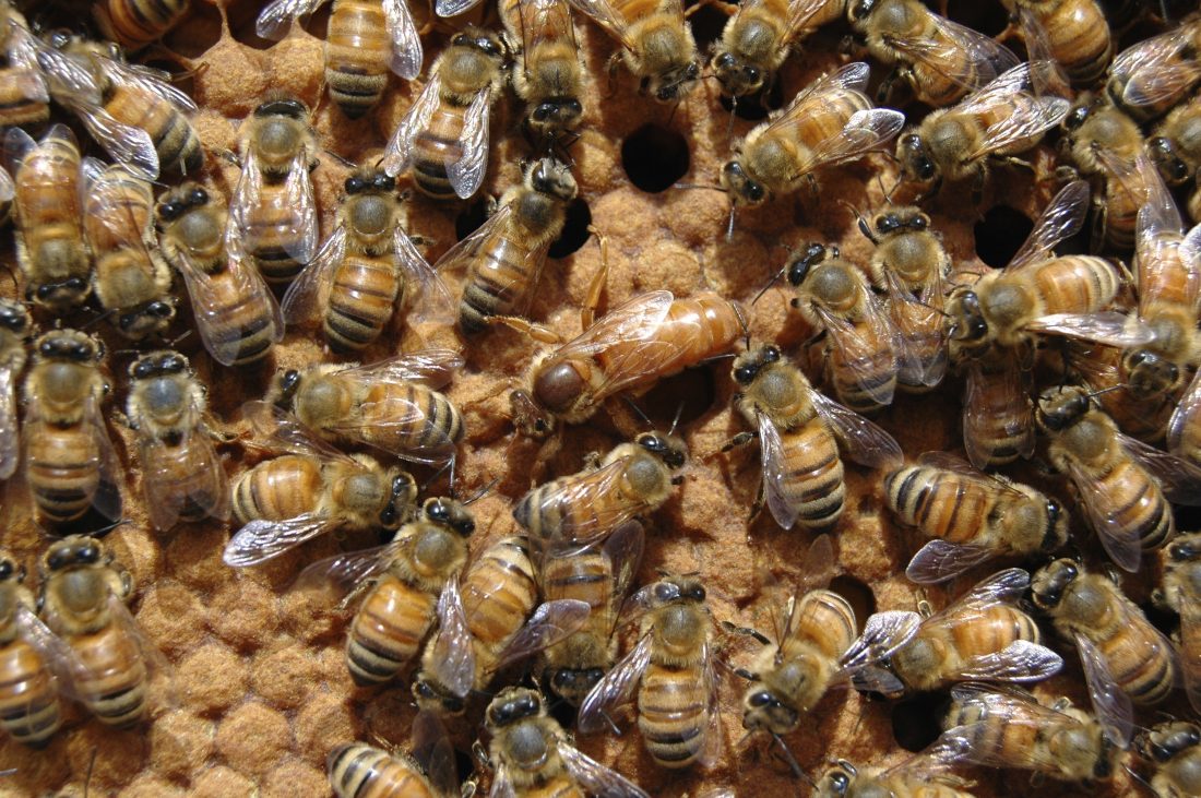Honey bees could BEE Iowa’s state insect | News, Sports, Jobs - Times ...